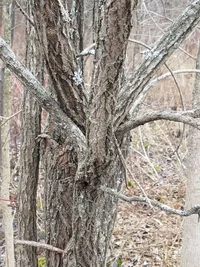Small tree. I found a few of them mixed with Green Ash. | The BuzzBoard
